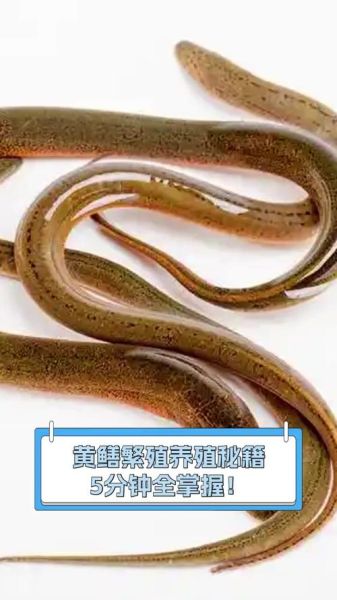 黄鳝养殖技术教程_黄鳝怎么养长得快-第1张图片-山城妙识 黄鳝养殖技术教程_黄鳝怎么养长得快-第1张图片-山城妙识