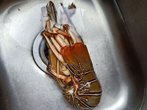 龙虾怎么清洗_清蒸龙虾怎么做-第3张图片-山城妙识