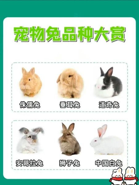 肉兔品种有哪些_新手适合养哪种肉兔-第1张图片-山城妙识 肉兔品种有哪些_新手适合养哪种肉兔-第1张图片-山城妙识
