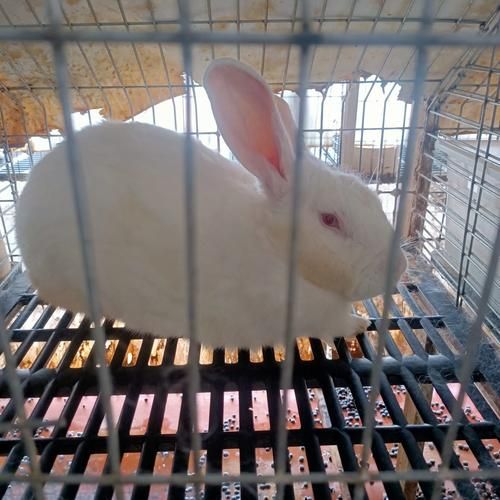 肉兔品种有哪些_新手适合养哪种肉兔-第2张图片-山城妙识 肉兔品种有哪些_新手适合养哪种肉兔-第2张图片-山城妙识