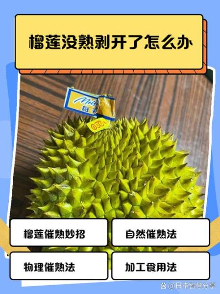 榴莲剥出来没熟怎么办_如何补救生榴莲-第1张图片-山城妙识 榴莲剥出来没熟怎么办_如何补救生榴莲-第1张图片-山城妙识