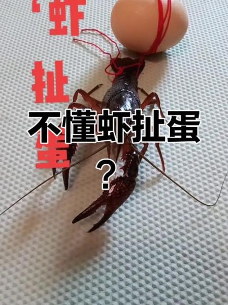 虾扯蛋高清大图片哪里找_虾扯蛋图片怎么拍才清晰-第3张图片-山城妙识 虾扯蛋高清大图片哪里找_虾扯蛋图片怎么拍才清晰-第3张图片-山城妙识