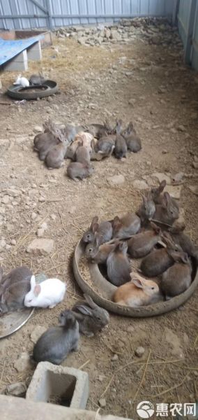 肉兔品种有哪些_新手适合养哪种肉兔-第3张图片-山城妙识 肉兔品种有哪些_新手适合养哪种肉兔-第3张图片-山城妙识