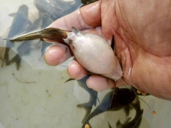 黄颡鱼的功效与作用_黄颡鱼适合什么人吃-第2张图片-山城妙识 黄颡鱼的功效与作用_黄颡鱼适合什么人吃-第2张图片-山城妙识