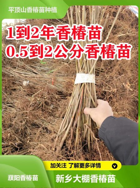 香椿苗矮化栽培技术_如何矮化香椿苗-第1张图片-山城妙识 香椿苗矮化栽培技术_如何矮化香椿苗-第1张图片-山城妙识