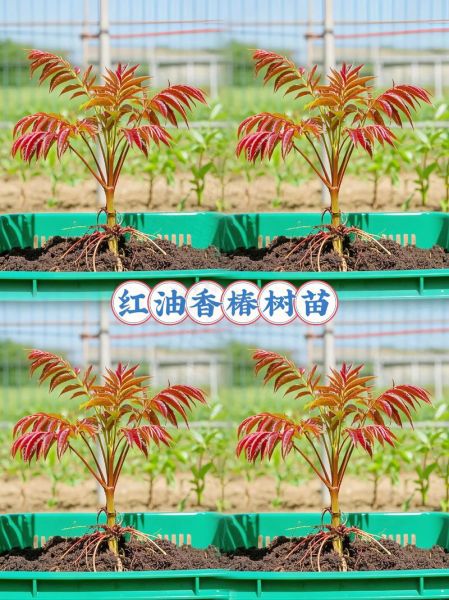 香椿苗矮化栽培技术_如何矮化香椿苗-第2张图片-山城妙识 香椿苗矮化栽培技术_如何矮化香椿苗-第2张图片-山城妙识
