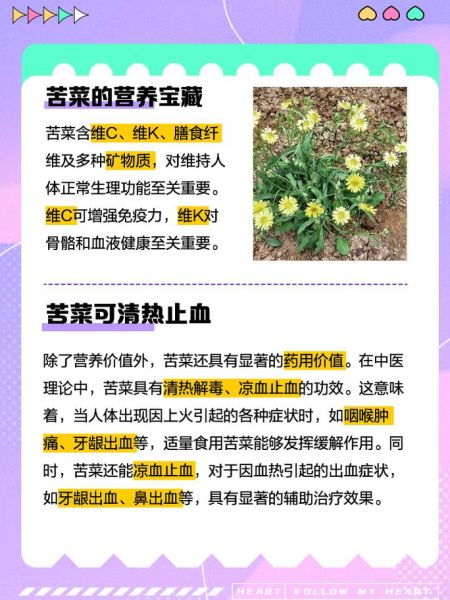 苦菜的功效与作用_苦菜的禁忌人群有哪些-第2张图片-山城妙识 苦菜的功效与作用_苦菜的禁忌人群有哪些-第2张图片-山城妙识