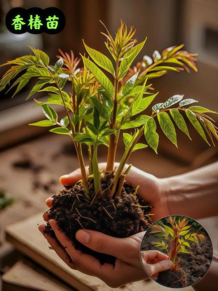 香椿苗矮化栽培技术_如何矮化香椿苗-第3张图片-山城妙识 香椿苗矮化栽培技术_如何矮化香椿苗-第3张图片-山城妙识