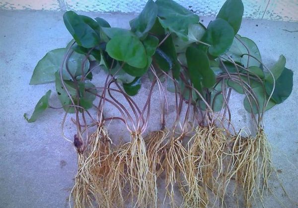 细辛图片_细辛长什么样-第2张图片-山城妙识 细辛图片_细辛长什么样-第2张图片-山城妙识