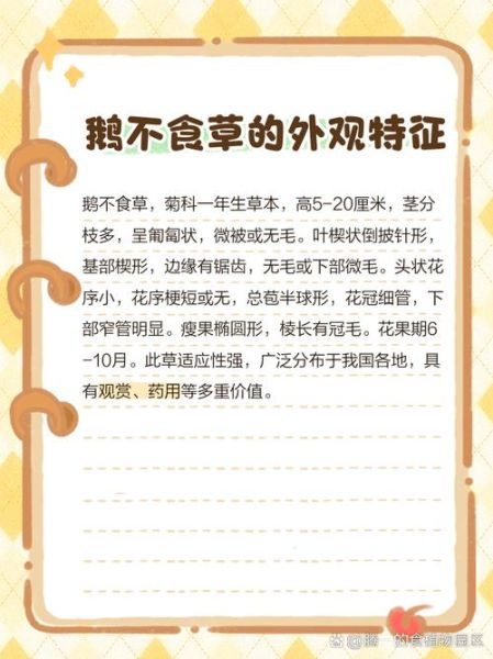 鹅不食草治疗鼻炎怎么用_鹅不食草治鼻炎的用法用量-第3张图片-山城妙识 鹅不食草治疗鼻炎怎么用_鹅不食草治鼻炎的用法用量-第3张图片-山城妙识