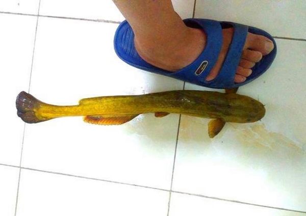 黄腊丁是什么鱼_黄腊丁和昂刺鱼区别-第1张图片-山城妙识 黄腊丁是什么鱼_黄腊丁和昂刺鱼区别-第1张图片-山城妙识