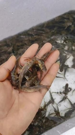 黄腊丁是什么鱼_黄腊丁和昂刺鱼区别-第3张图片-山城妙识 黄腊丁是什么鱼_黄腊丁和昂刺鱼区别-第3张图片-山城妙识