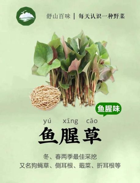 鱼腥草图片及功效_鱼腥草怎么吃效果最好-第1张图片-山城妙识 鱼腥草图片及功效_鱼腥草怎么吃效果最好-第1张图片-山城妙识