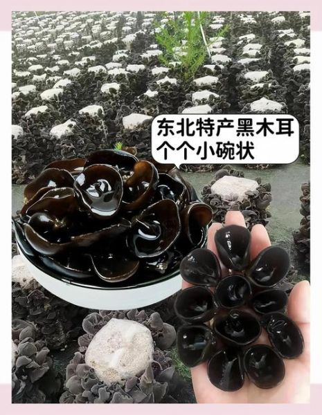 爆炒黑木耳啥意思_爆炒黑木耳网络梗由来-第2张图片-山城妙识 爆炒黑木耳啥意思_爆炒黑木耳网络梗由来-第2张图片-山城妙识