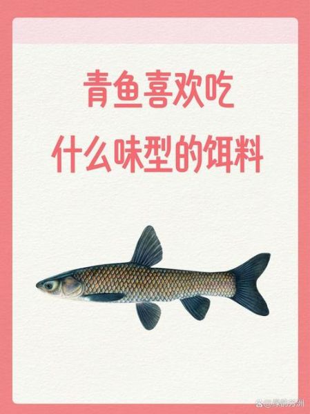 青鱼喜欢吃什么味型的饵料_青鱼饵料味型选择技巧-第1张图片-山城妙识