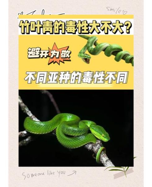 竹叶青有毒吗_竹叶青蛇毒性有多强-第1张图片-山城妙识 竹叶青有毒吗_竹叶青蛇毒性有多强-第1张图片-山城妙识