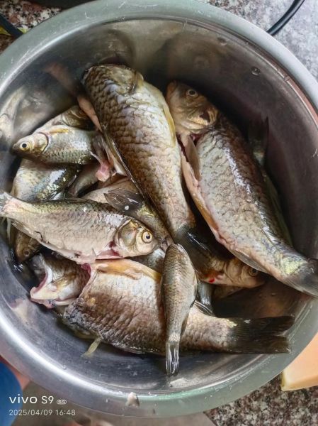 野生小鱼怎么做好吃_野生小鱼的做法大全-第1张图片-山城妙识 野生小鱼怎么做好吃_野生小鱼的做法大全-第1张图片-山城妙识