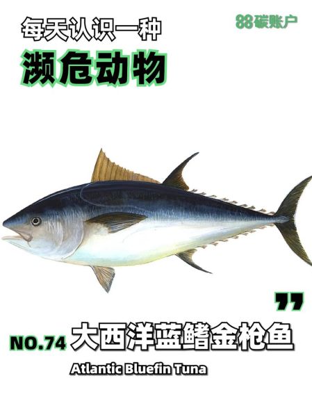 金枪鱼种类有哪些_蓝鳍金枪鱼和黄鳍金枪鱼区别-第2张图片-山城妙识 金枪鱼种类有哪些_蓝鳍金枪鱼和黄鳍金枪鱼区别-第2张图片-山城妙识