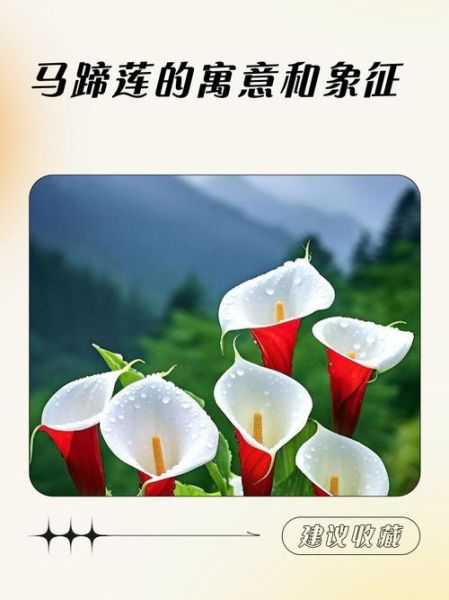 马蹄莲花语是什么_马蹄莲寓意有哪些-第1张图片-山城妙识 马蹄莲花语是什么_马蹄莲寓意有哪些-第1张图片-山城妙识