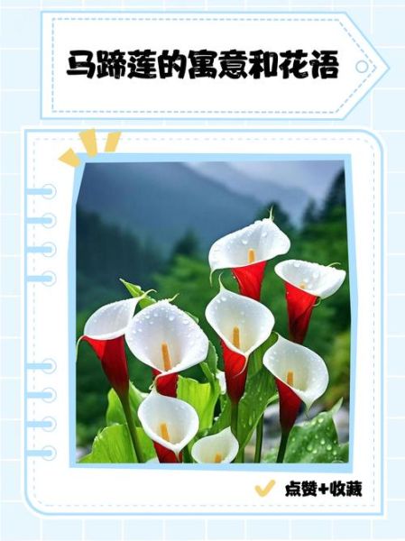 马蹄莲花语是什么_马蹄莲寓意有哪些-第3张图片-山城妙识 马蹄莲花语是什么_马蹄莲寓意有哪些-第3张图片-山城妙识