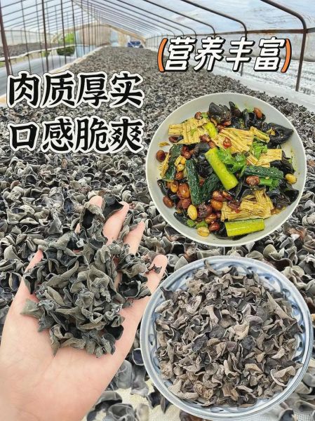 特别大的木耳叫什么_特大黑木耳品种与选购指南-第1张图片-山城妙识