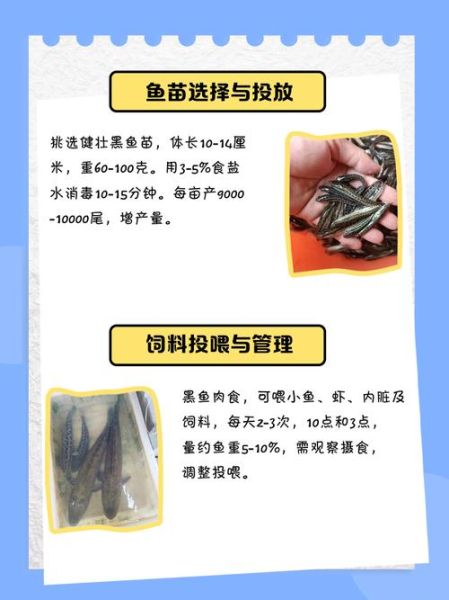 黑鱼养殖成本是多少_黑鱼养殖周期多久-第2张图片-山城妙识