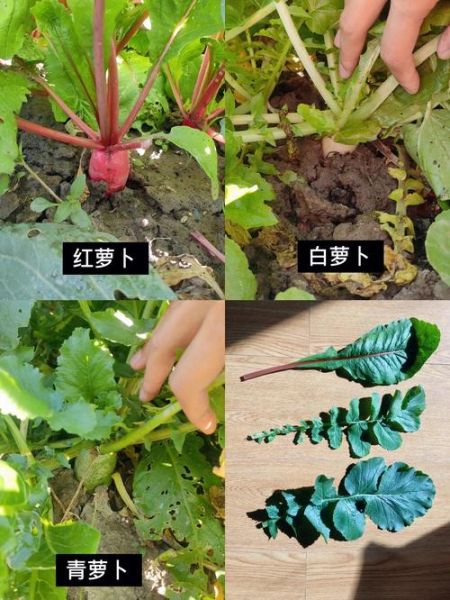 萝卜坑怎么挖_萝卜坑间距多少合适-第1张图片-山城妙识