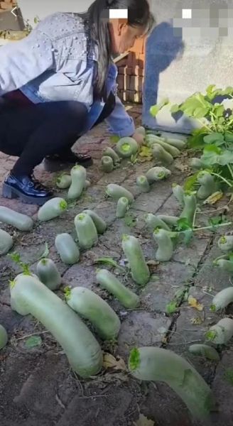 萝卜坑怎么挖_萝卜坑间距多少合适-第3张图片-山城妙识