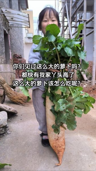 萝卜坑怎么挖_萝卜坑间距多少合适-第2张图片-山城妙识