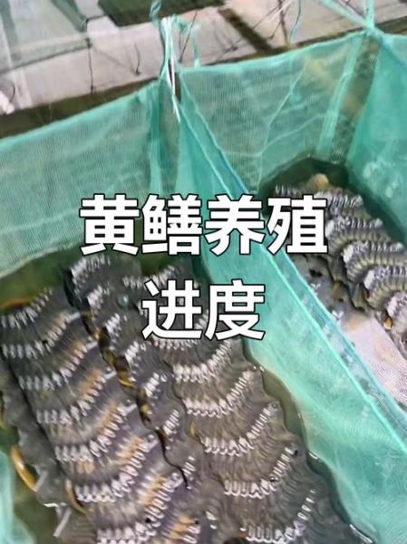 黄鳝养殖成本多少_黄鳝养殖利润怎么样-第3张图片-山城妙识 黄鳝养殖成本多少_黄鳝养殖利润怎么样-第3张图片-山城妙识