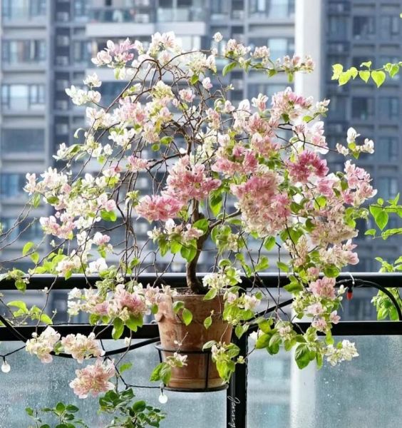 致癌花有哪些_家里不能养的五种花-第3张图片-山城妙识