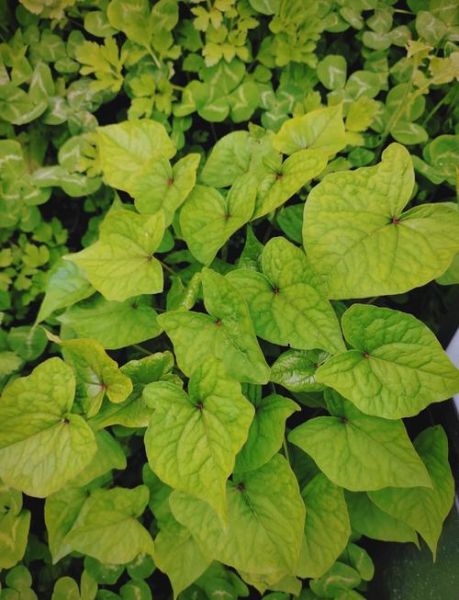 金荞麦的功效与作用及禁忌_金荞麦泡水喝的副作用-第1张图片-山城妙识