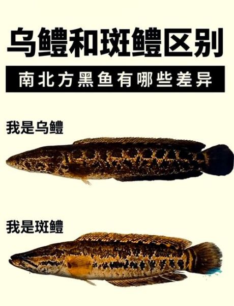 野生黑鱼和养殖黑鱼有什么区别_如何辨别野生黑鱼-第1张图片-山城妙识