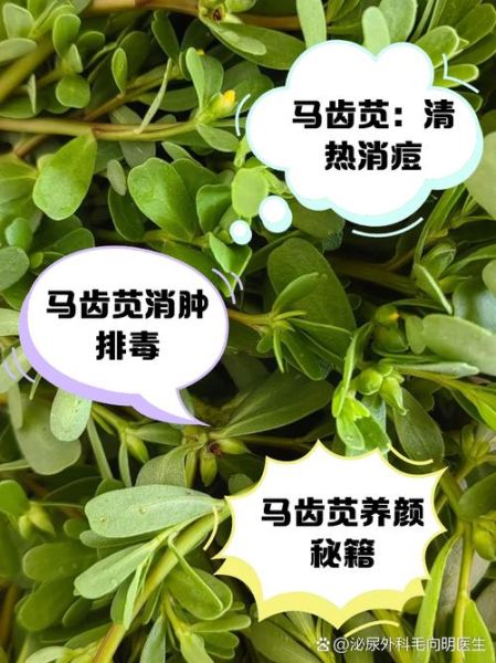 马齿苋治白头发有效吗_马齿苋治白头发的正确用法-第3张图片-山城妙识