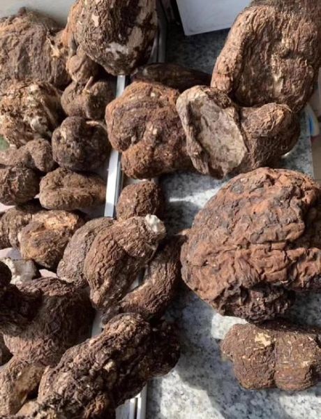 茯苓有什么功效与作用_茯苓怎么吃效果最好-第1张图片-山城妙识 茯苓有什么功效与作用_茯苓怎么吃效果最好-第1张图片-山城妙识