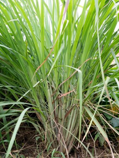 香茅草图片长什么样_香茅草有什么功效-第3张图片-山城妙识 香茅草图片长什么样_香茅草有什么功效-第3张图片-山城妙识