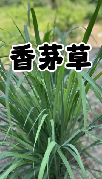 香茅草图片长什么样_香茅草有什么功效-第2张图片-山城妙识 香茅草图片长什么样_香茅草有什么功效-第2张图片-山城妙识