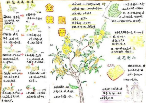 金桂飘香是什么意思_金桂飘香怎么造句-第2张图片-山城妙识