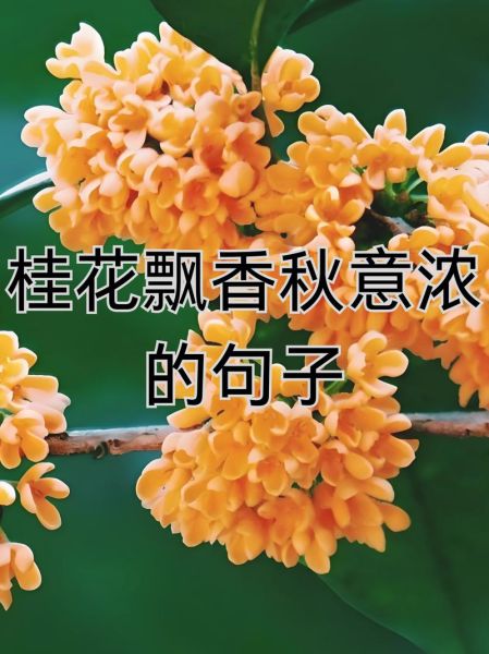 金桂飘香是什么意思_金桂飘香怎么造句-第1张图片-山城妙识