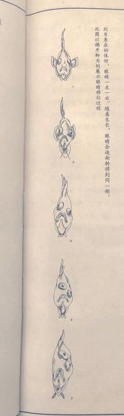 鸦片鱼是海鲜吗_鸦片鱼属于什么鱼-第1张图片-山城妙识 鸦片鱼是海鲜吗_鸦片鱼属于什么鱼-第1张图片-山城妙识