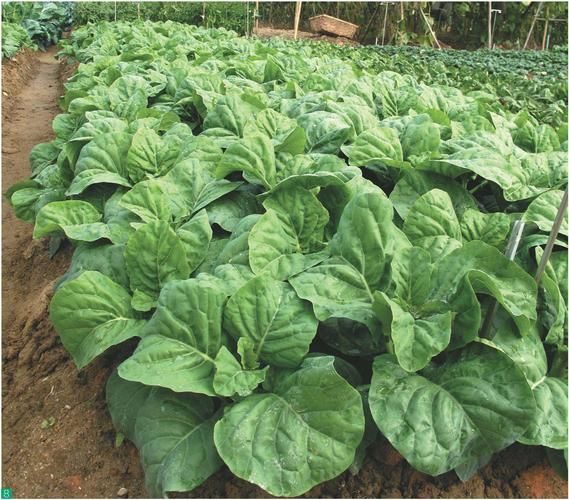 芥蓝菜长什么样子_芥蓝菜叶子特征-第2张图片-山城妙识 芥蓝菜长什么样子_芥蓝菜叶子特征-第2张图片-山城妙识