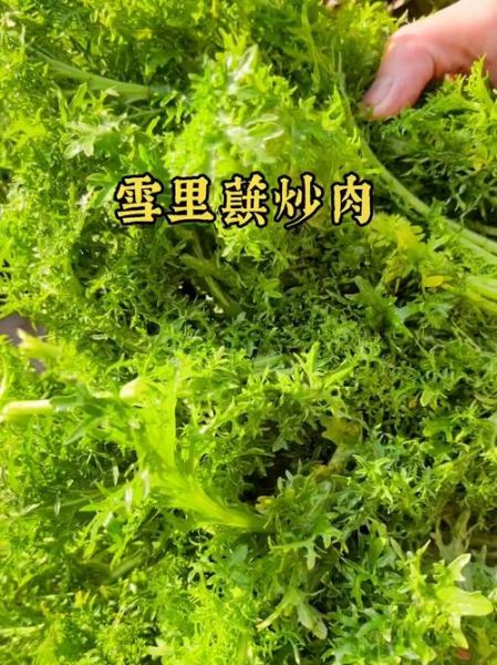 雪里红副作用_雪里红吃多了会怎样-第3张图片-山城妙识