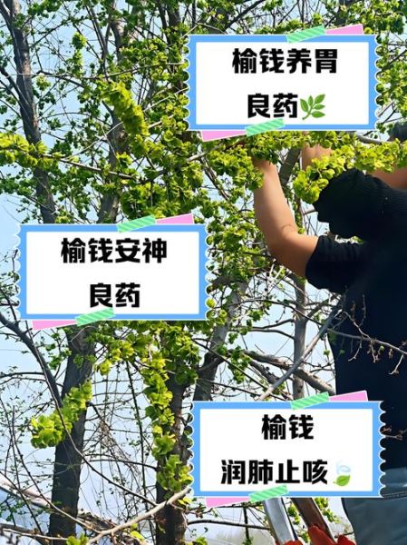 干榆钱的功效与作用_干榆钱怎么吃效果最好-第1张图片-山城妙识 干榆钱的功效与作用_干榆钱怎么吃效果最好-第1张图片-山城妙识