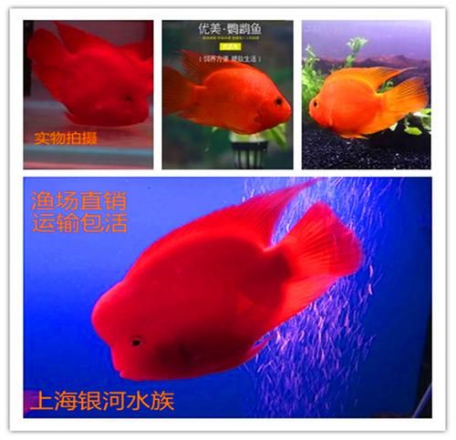 元宝鱼好养吗_新手饲养元宝鱼要注意什么-第1张图片-山城妙识 元宝鱼好养吗_新手饲养元宝鱼要注意什么-第1张图片-山城妙识