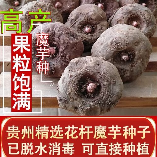 魔芋种子多少钱一斤_2024年最新价格行情-第2张图片-山城妙识 魔芋种子多少钱一斤_2024年最新价格行情-第2张图片-山城妙识