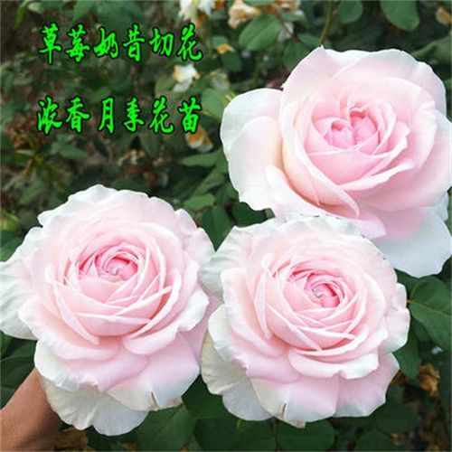 草莓奶昔月季优缺点_适合阳台吗-第1张图片-山城妙识