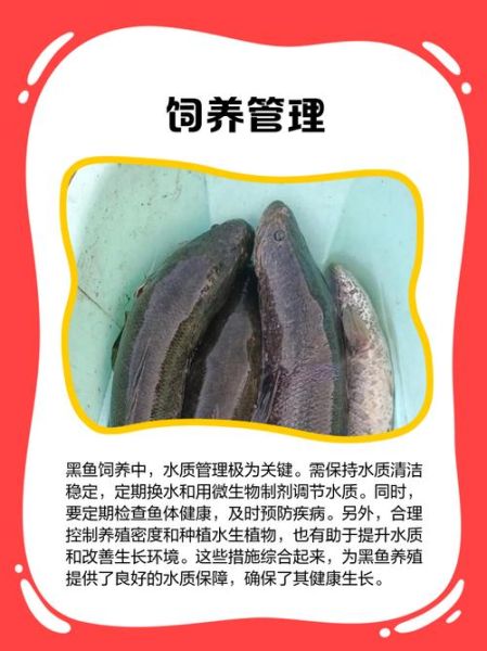 黑鱼养殖水深多少最好_黑鱼养殖最佳水深是多少-第3张图片-山城妙识