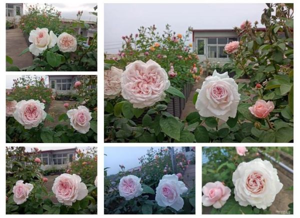 草莓奶昔月季优缺点_适合阳台吗-第3张图片-山城妙识