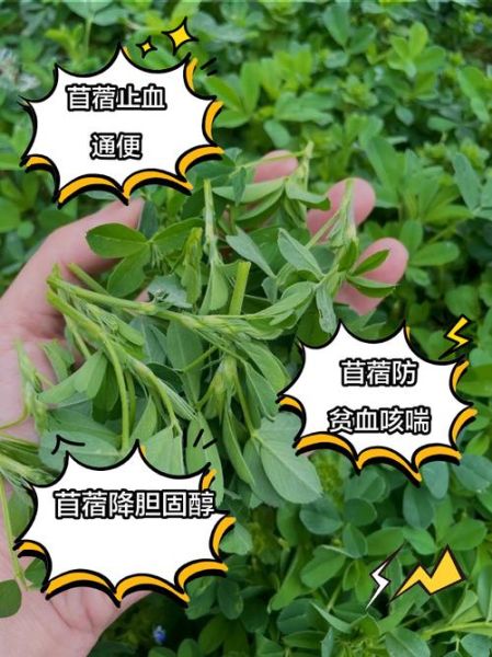 苜蓿的营养价值有哪些_苜蓿的功效与作用怎么吃-第1张图片-山城妙识