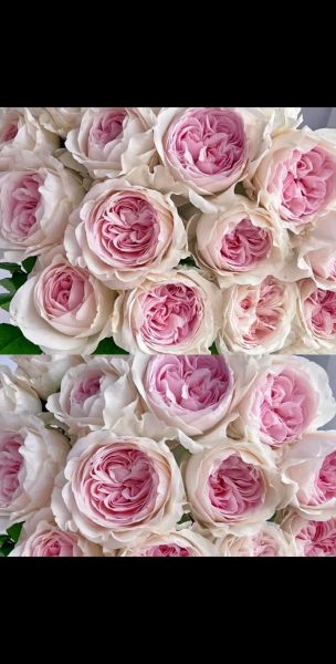 草莓奶昔月季优缺点_适合阳台吗-第2张图片-山城妙识